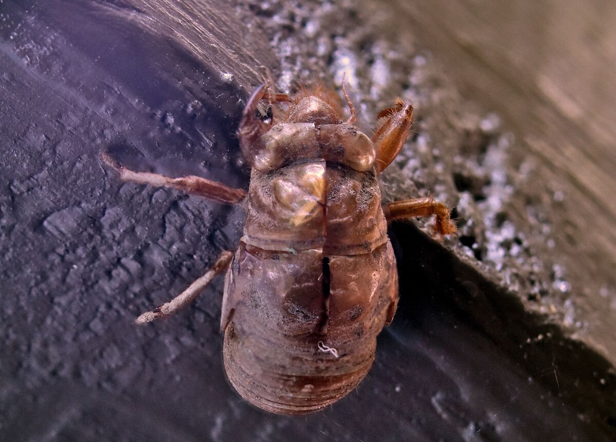 Would like to know what kind of bug this is? I think it has died, but ...