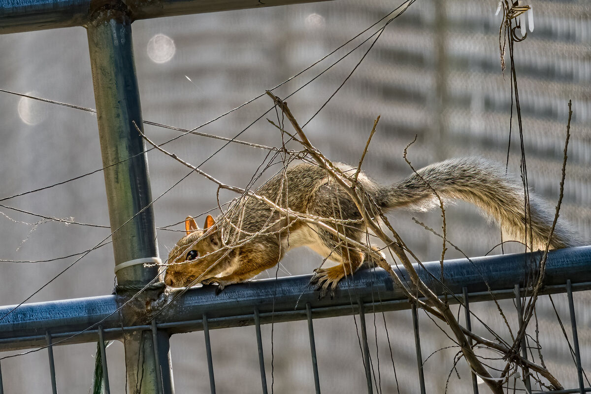 Western Grey Squirrel Our Yard 9-1-2024: While escaping from watering ...