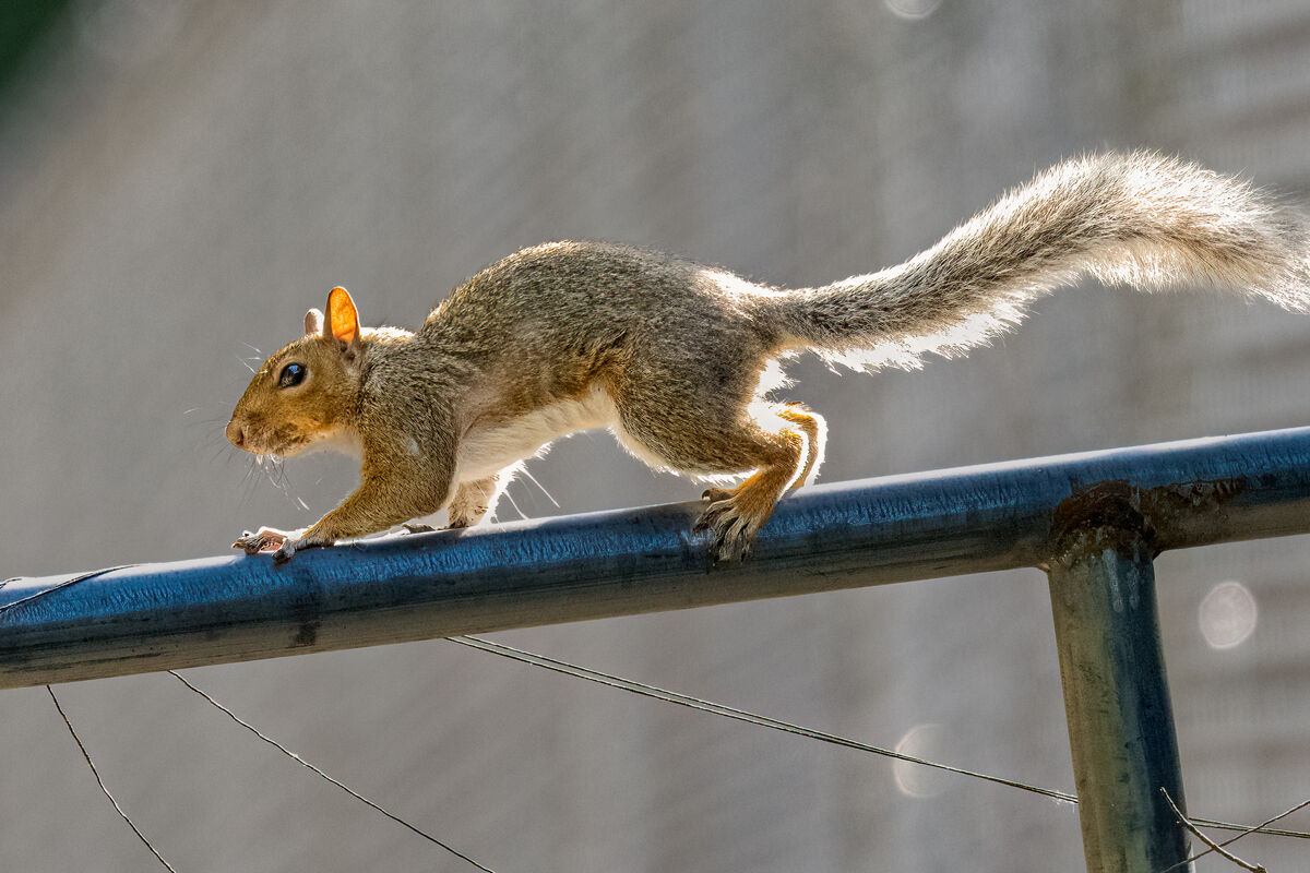 Western Grey Squirrel Our Yard 9-1-2024: While escaping from watering ...