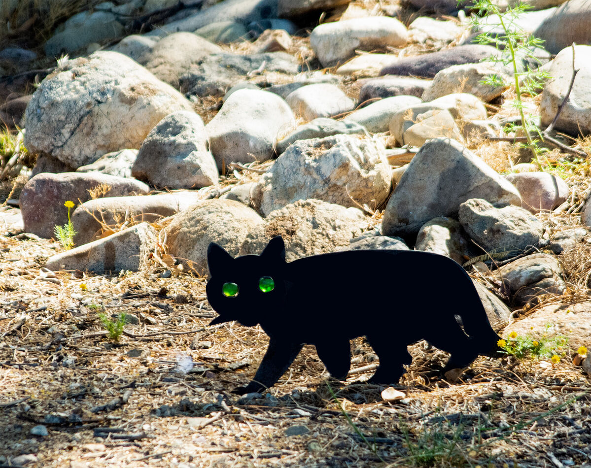 Around the neighborhood: The first one is the Worlds Toughest Cat...