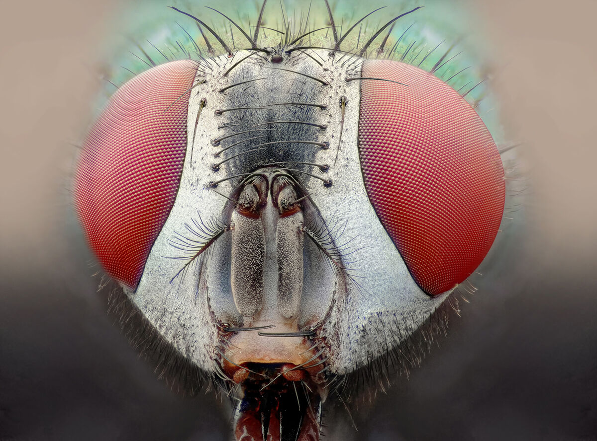 Macro - Fly: I've become quite proficient at capturing live flies and preserving them. I staged ...