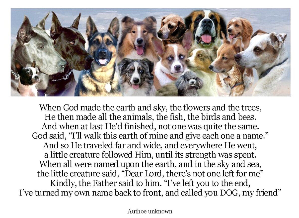 DOGS: Maybe not thinking right. Wasn't sur if I should put this in the ...