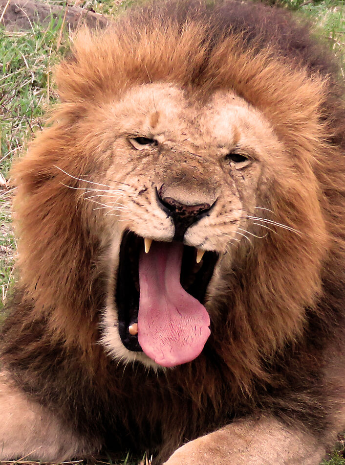 Simba #3 Yawns: Lions sleep about 18 hours a day, thus pictures of ...