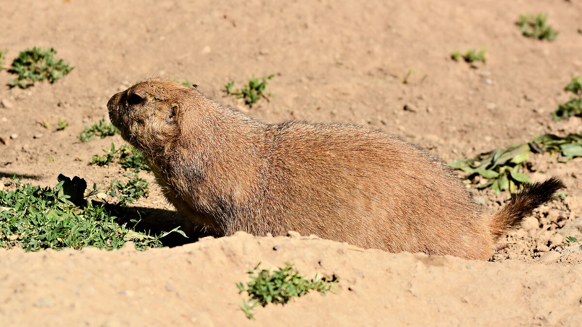 South Bend Zoo: Prairie Dogs: Tuesday, and they were as cute as could ...
