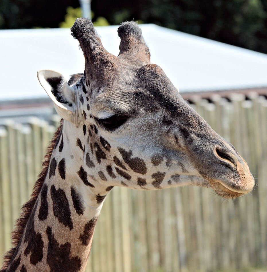 Last of South Bend Zoo: Giraffes: Truly awesome, gorgeous creatures 🤗🤗🤗🤗...