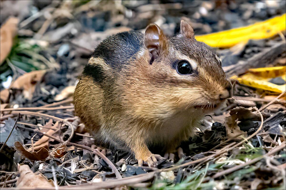 Cute Rodents: Some chipmunk and a squirrel photo I took last week.