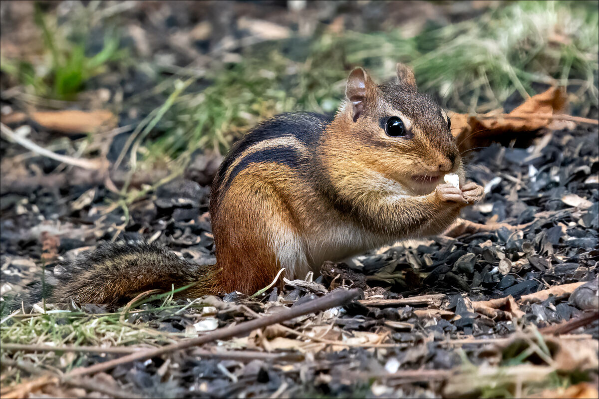 Cute Rodents: Some chipmunk and a squirrel photo I took last week.