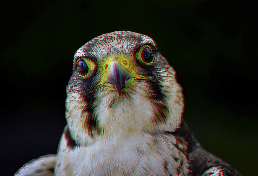 3D - Peregrine Falcon: You will need a pair of anaglyphic glasses to ...