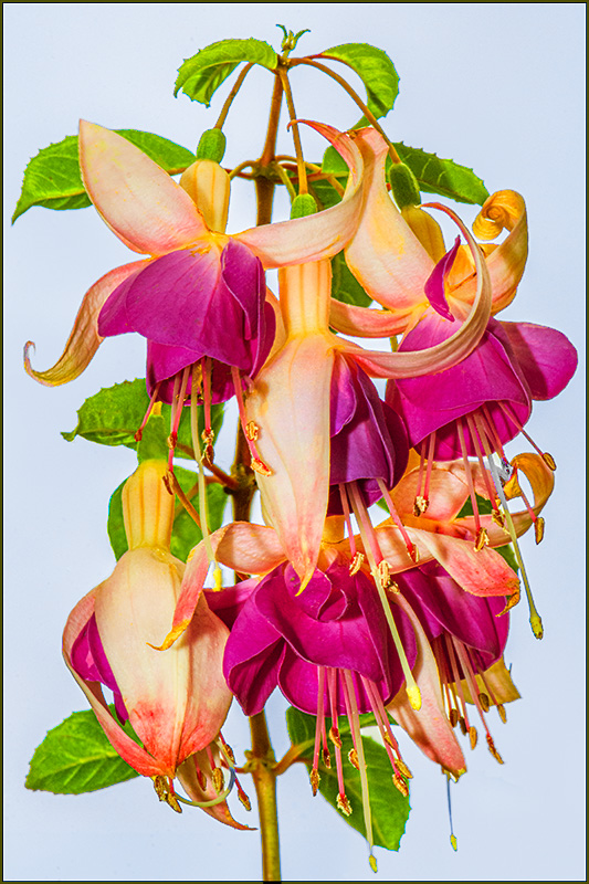 Fuchsias: I found this group of fuchsias in the Fuchsia Dell in Golden ...
