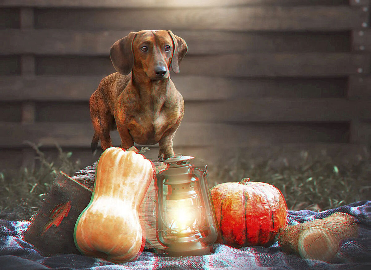 3D - What! No Bone: You will need a pair of anaglyphic glasses to view ...