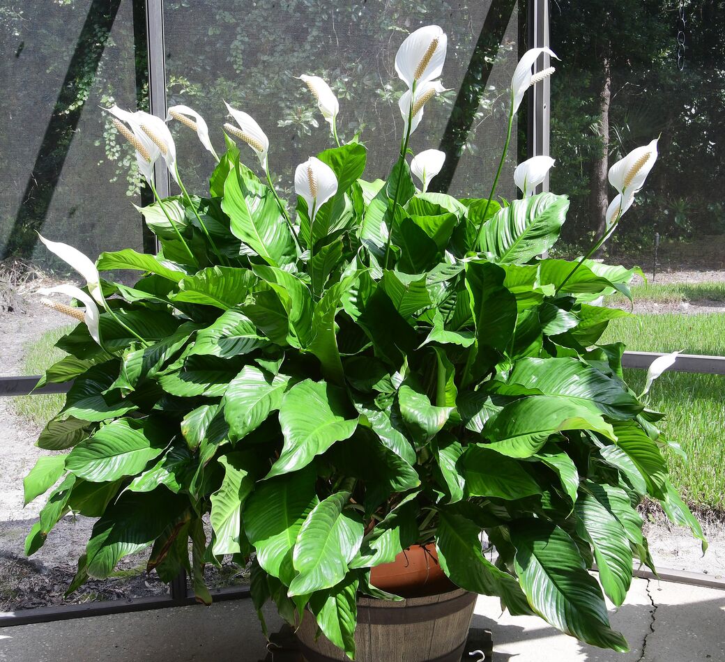 Humongus Peace Lilly: I apologize for this being a quick snapshot. I ...