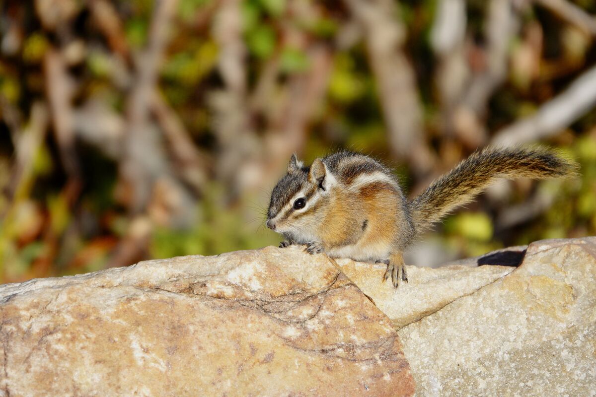 A Squirrel and a Chipmunk: These two were running around near Meadow ...