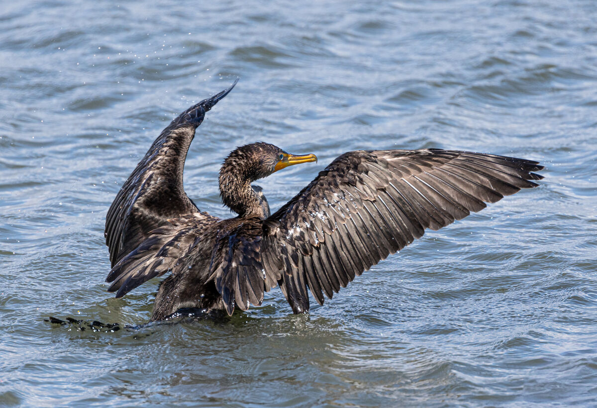 Friday at Forsythe NWR: I spent the day at E B Forsythe NWR near ...