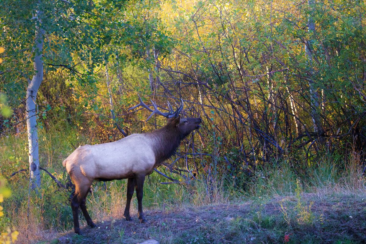 Just a Handsome Guy calling his harem: Huge bull elk calling for his girlfriends, of which there ...