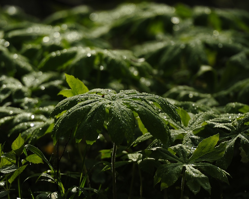 Challenge: Backlit images: We'll start off with some backlit leaves ...