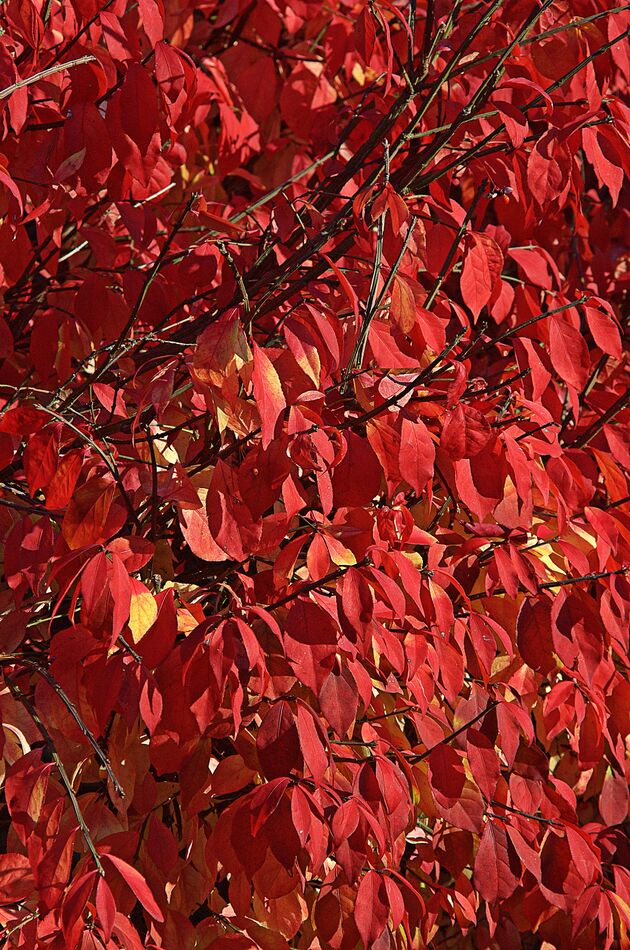 Red, for Fall: Nothing like Autumnal reds 💓💓💓...
