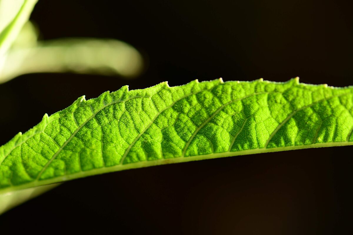 Challenge: Backlit images: We'll start off with some backlit leaves ...