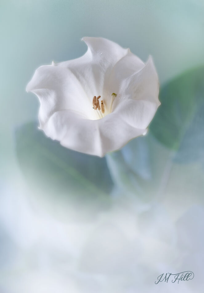 Moonflower: The moonflower’s blooms unfurl beneath the light of the ...
