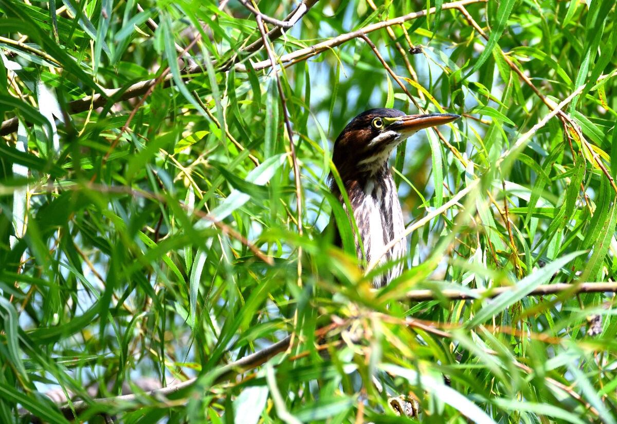 a green heron: in audubon n.j. september early...