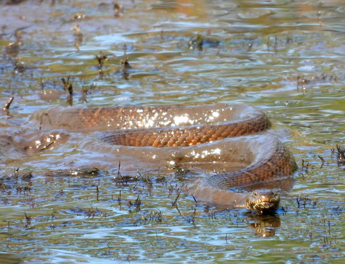 Snake I.D: Anyone know what kind of snake this may be??