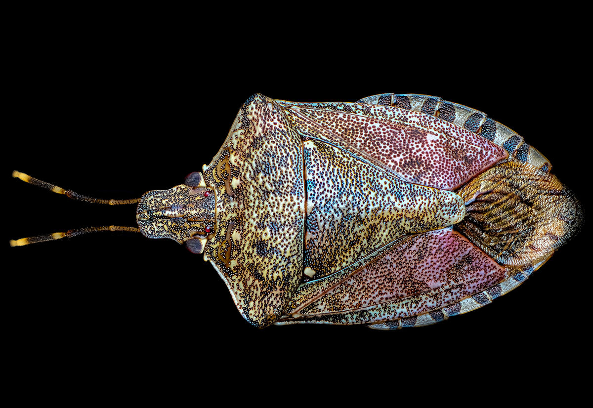 Macro - Brown Marmorated Stink Bug: This is one of my preserved brown ...