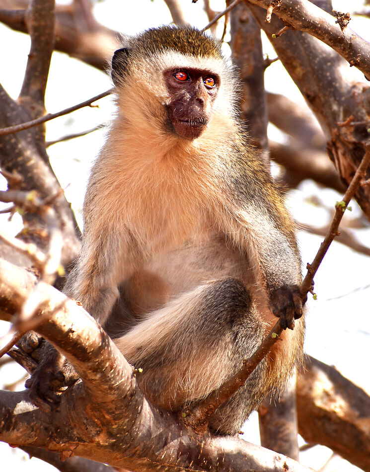 Vervets: They are literally everywhere. Vervet monkeys are clever ...