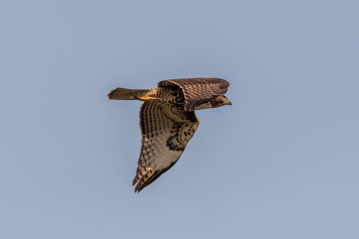 Hawk fly-by: This Red Shouldered Hawk came cruising by while I was ...