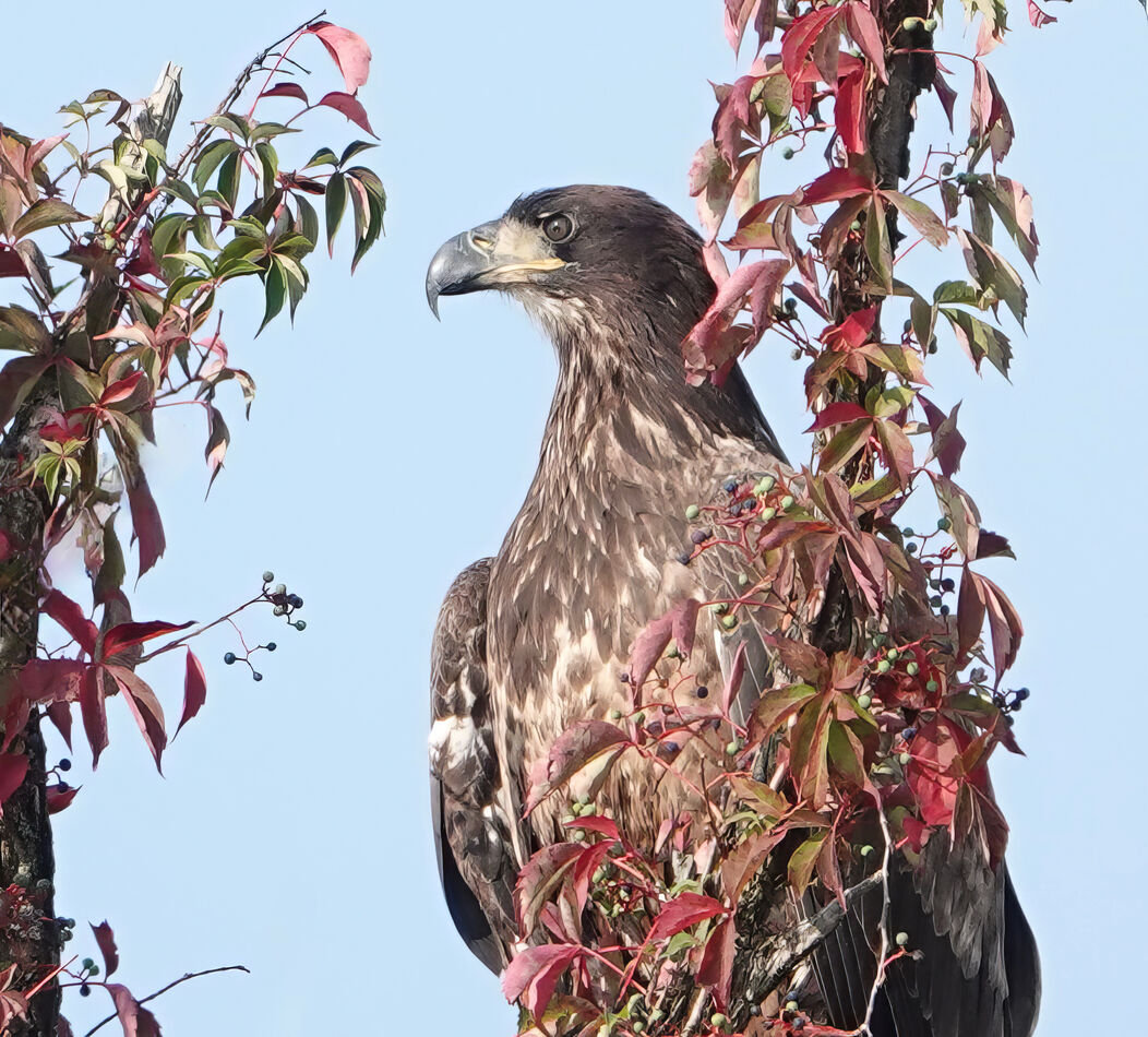 Juvenile Eagle: Stopping long enough to pose for a photoshoot. Sony ...