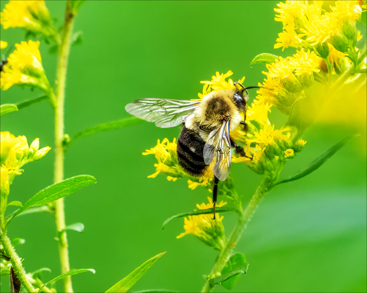 Three Bee; Three Not Bee: Three bees and three blue winged wasps taken ...