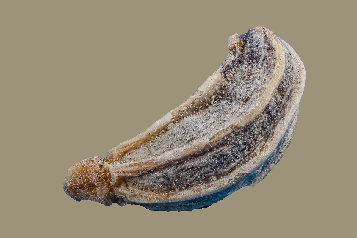 Seed photos: Photos taken of cumin, parsley, and dill seeds.
