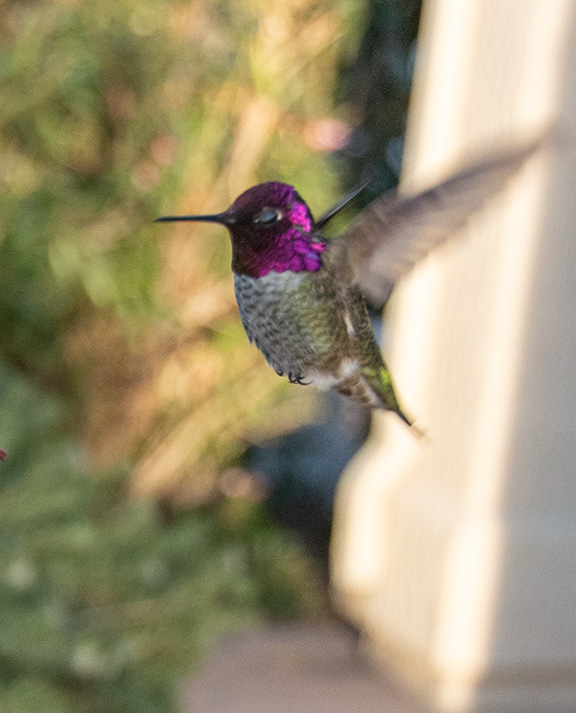 A Few More From Today's Hummingbird Hunt: I set the camera out about 4 ...