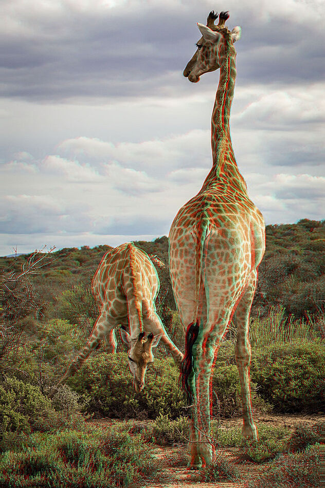 3D - Giraffe: You will need a pair of anaglyphic glasses to view it in ...