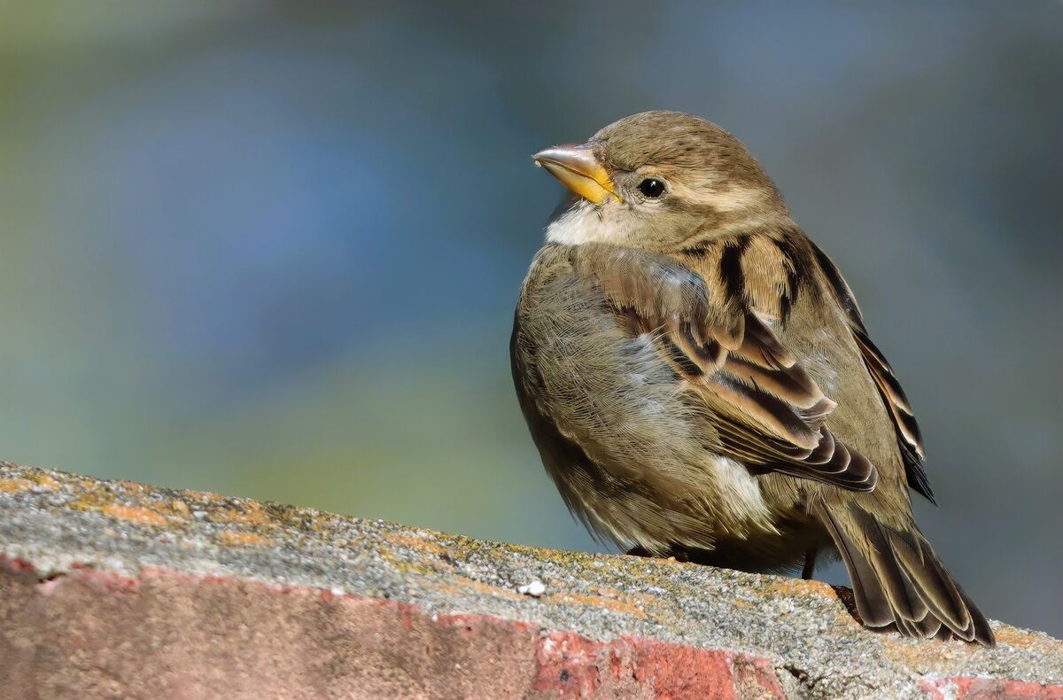 Sparrows are out and about! The snow is coming today and yesterday it ...