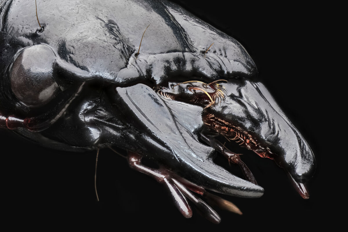 Focused Stacked Image Beetle Mandibles: This is a focused-stacked image ...