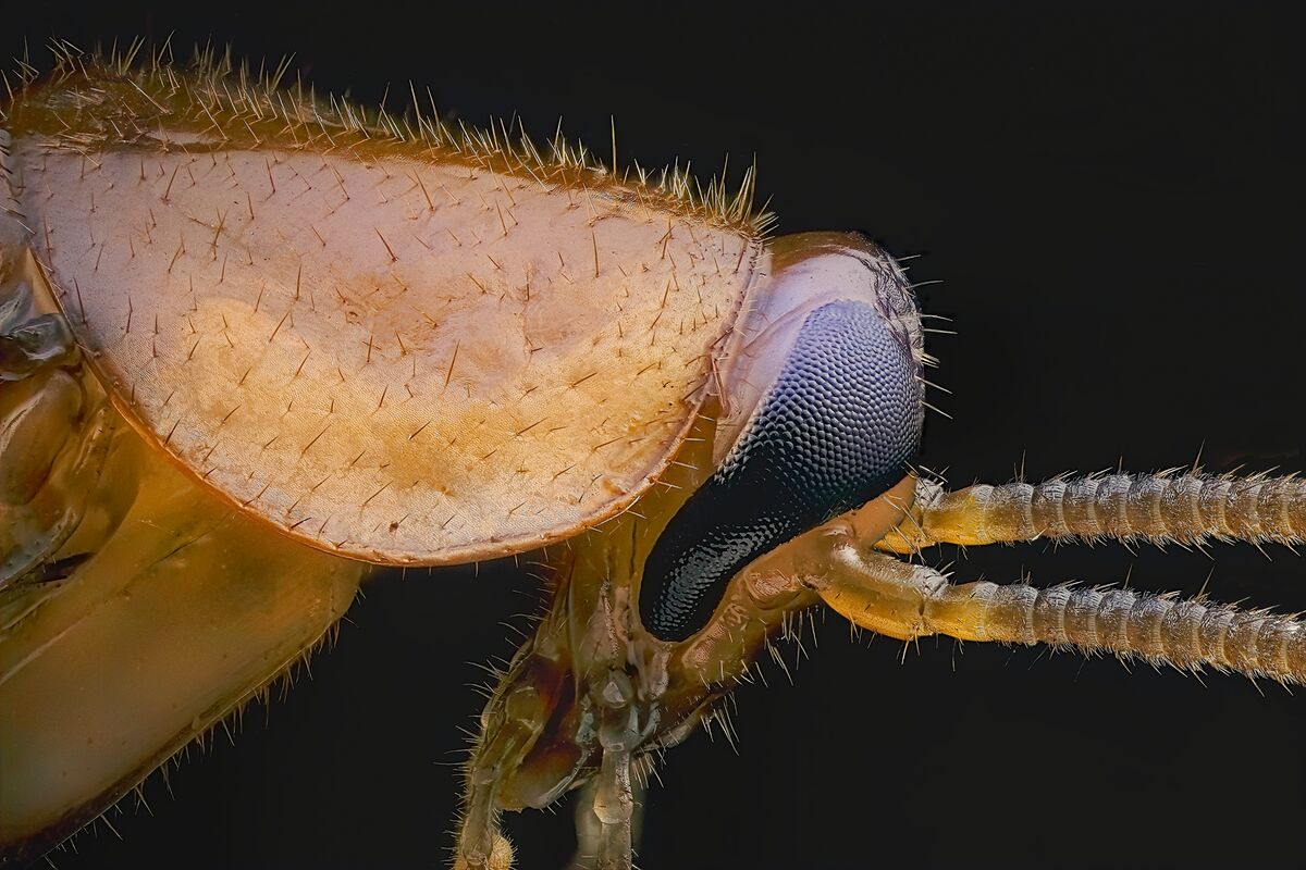 Unique Insect Eyes: This is a focused-stacked image that I staged to ...