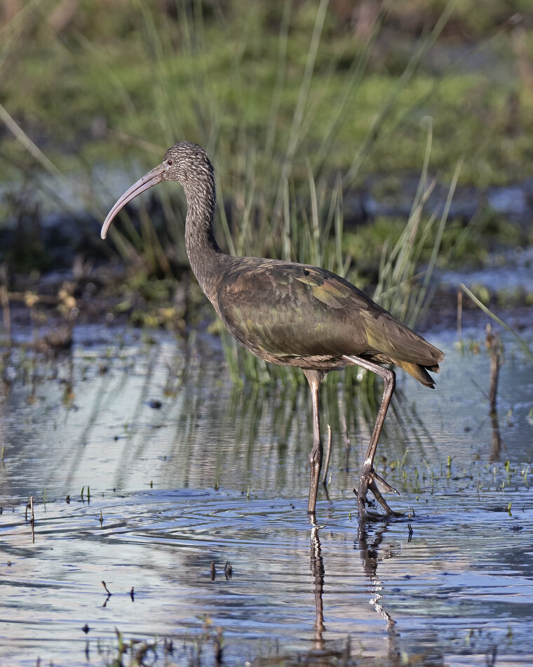 A young White Ibis: This immature White Ibis is a rarely seen vagrant ...