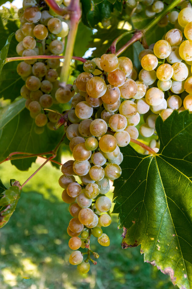 Ready to make the wine: Some varieties of grapes at a winery.