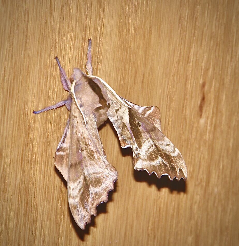 Can you identify this…: Found this moth on the door to my studio on ...
