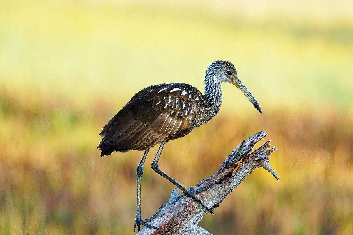 Limpkin: Limpkin Green Cay Fl. Sony A77M2, 400mm f6.3, 1/200 sec, iso ...