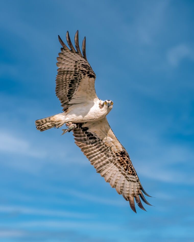 Osprey looking at me: Those yellow eyes are focus on me In the Winter ...