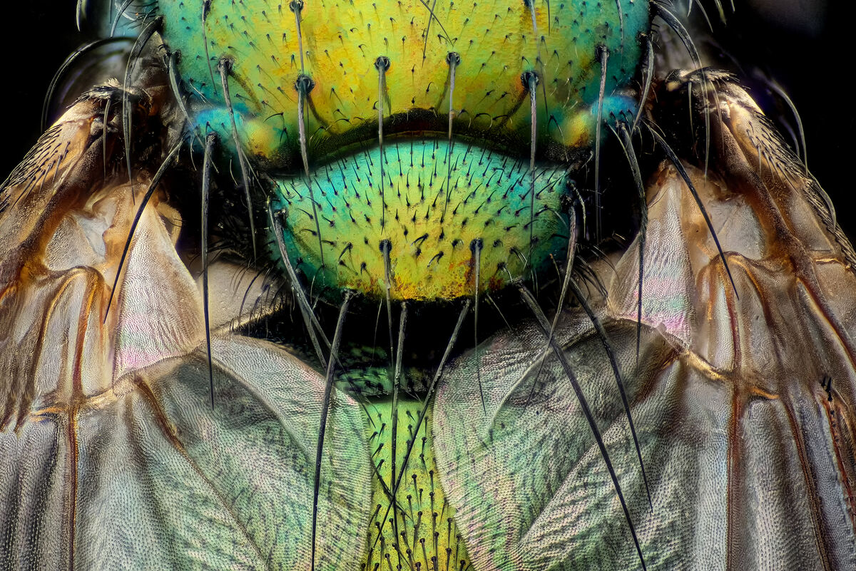 Focused-Stacked Image of a Fly Wing: This is a focused-stacked image of ...