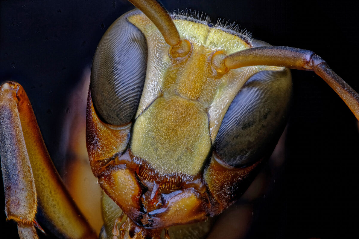 Wasp 3X Magnification View: This is a focused-stacked image of the face ...