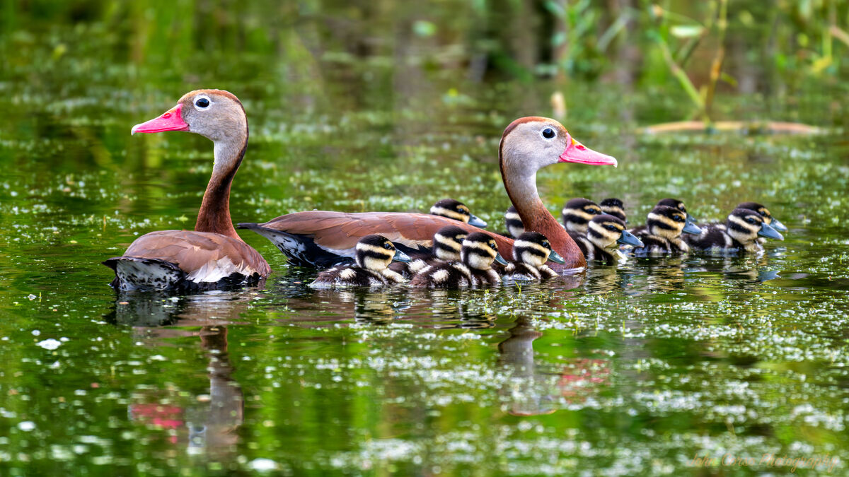 Black-bellied whistling duck family: These ducks migrate north from ...