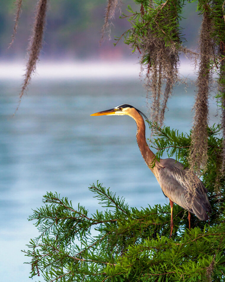 Great Blue Heron: Lake Martin Breaux Bridge, Louisiana...