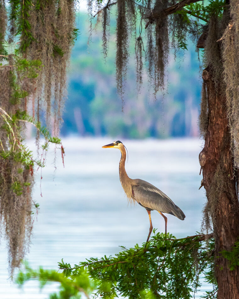 Great Blue Heron: Lake Martin Breaux Bridge, Louisiana...