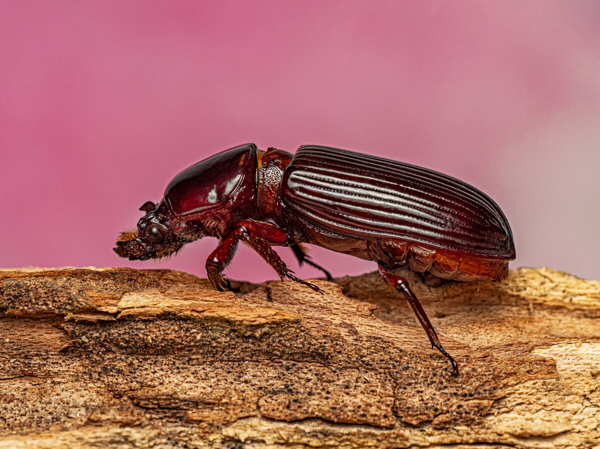 Bess Beetle: This is a Bess Beetle also known as a Colony Beetle. They ...