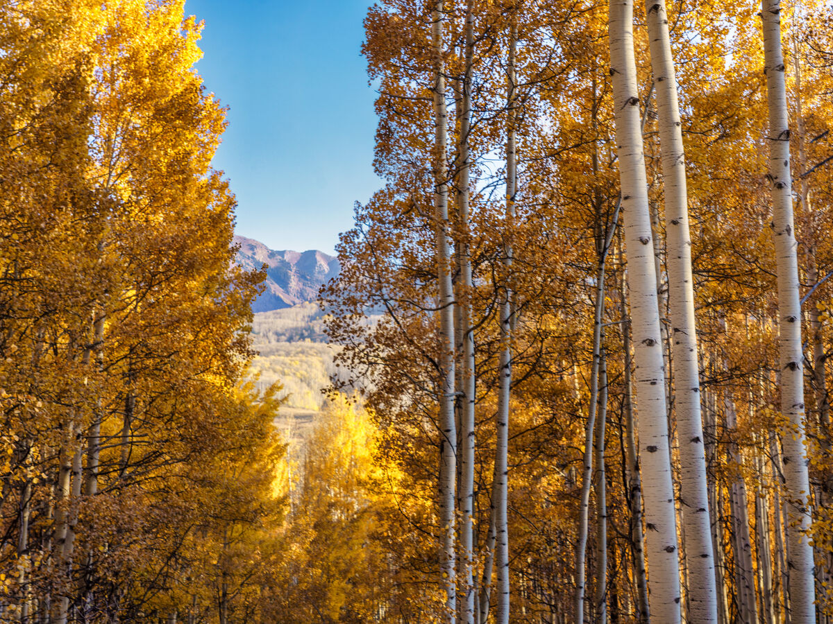 Forgot this One: Some Aspen, Dead Horse Point State Park...