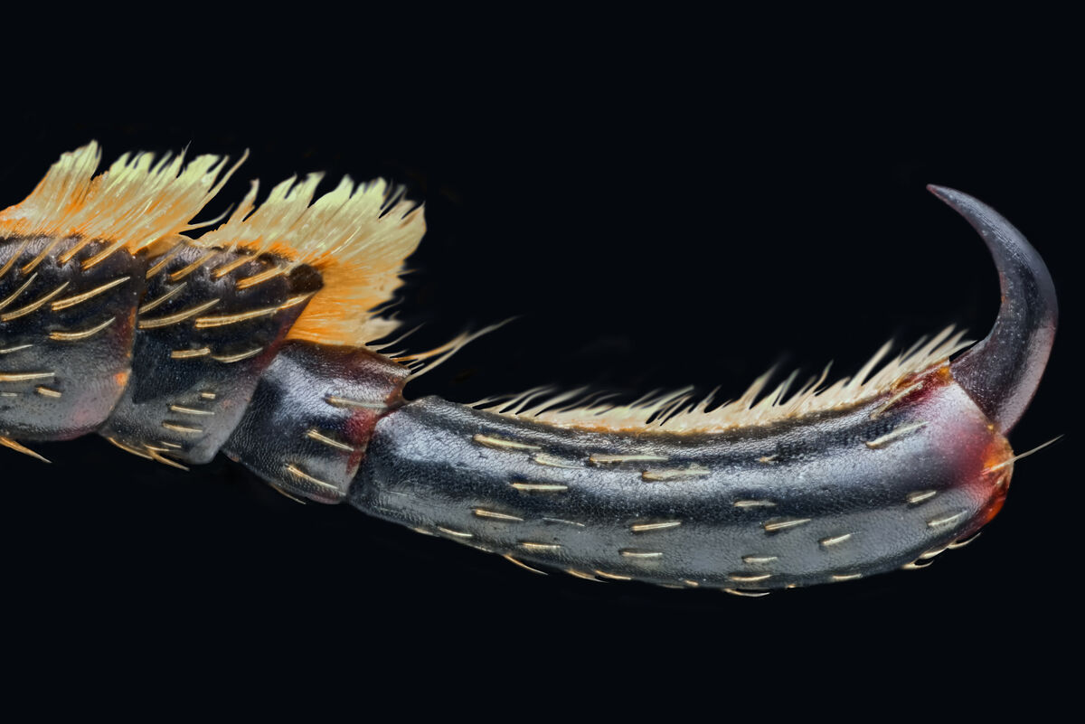 Beetle Claw: This is a 12X magnified focused-stacked view of the 'foot ...