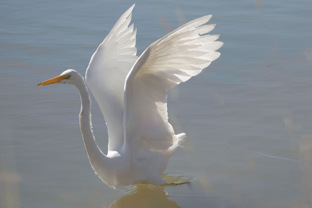 Great Egret - in the light: I like the lighting thru it's open wings ...
