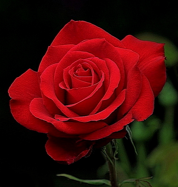 "Rosa × Odorata (Andrews) Sweet Tea Rose.": Lens: Canon EF-S 55-250mm ...